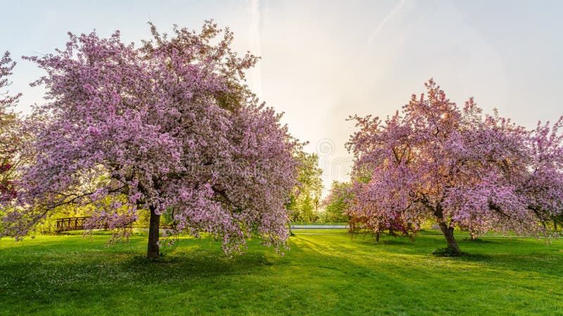Alberi rosa del fiore fotografia stock. Immagine di urbano - 72140292