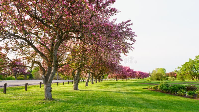 Alberi rosa del fiore fotografia stock. Immagine di urbano - 72140292