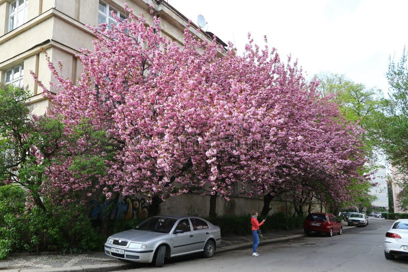 Alberi Rosa Di Sakura Sulla Via Di Uzhgorod, Ucraina Fotografia Stock ...