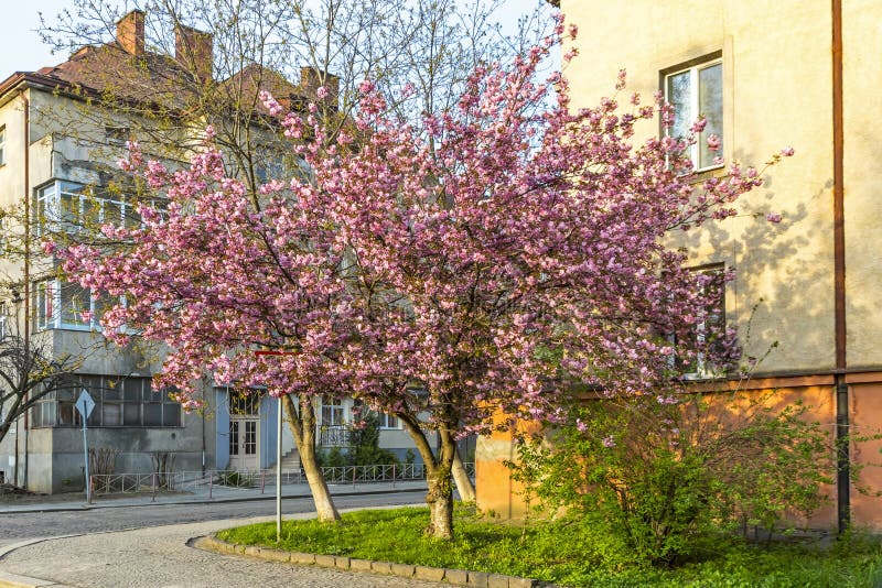 Alberi Rosa Di Sakura Sulla Via Di Uzhgorod, Ucraina Fotografia Stock ...