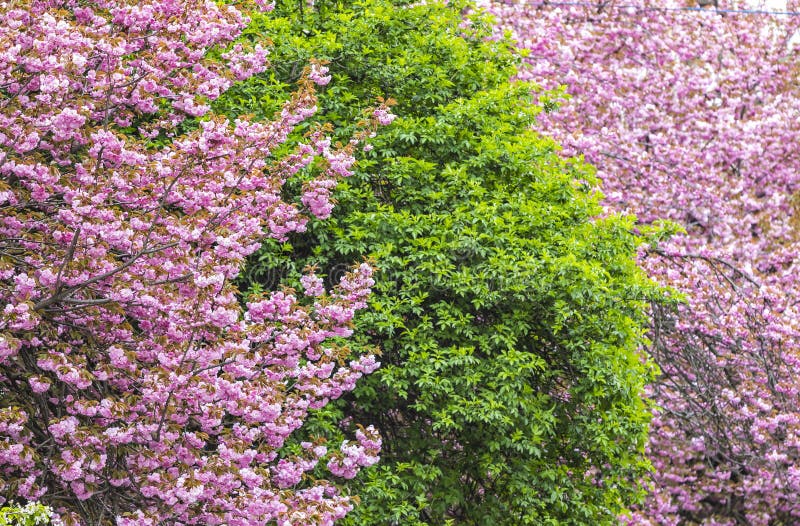 Alberi Rosa Sboccianti Di Sakura Immagine Stock - Immagine di aprile ...