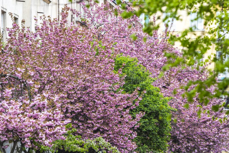 Alberi Rosa Sboccianti Di Sakura Immagine Stock - Immagine di aprile ...