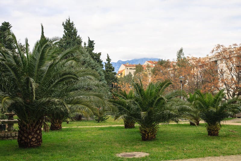 Alberi sempreverdi fotografia stock. Immagine di sempreverde - 43848902