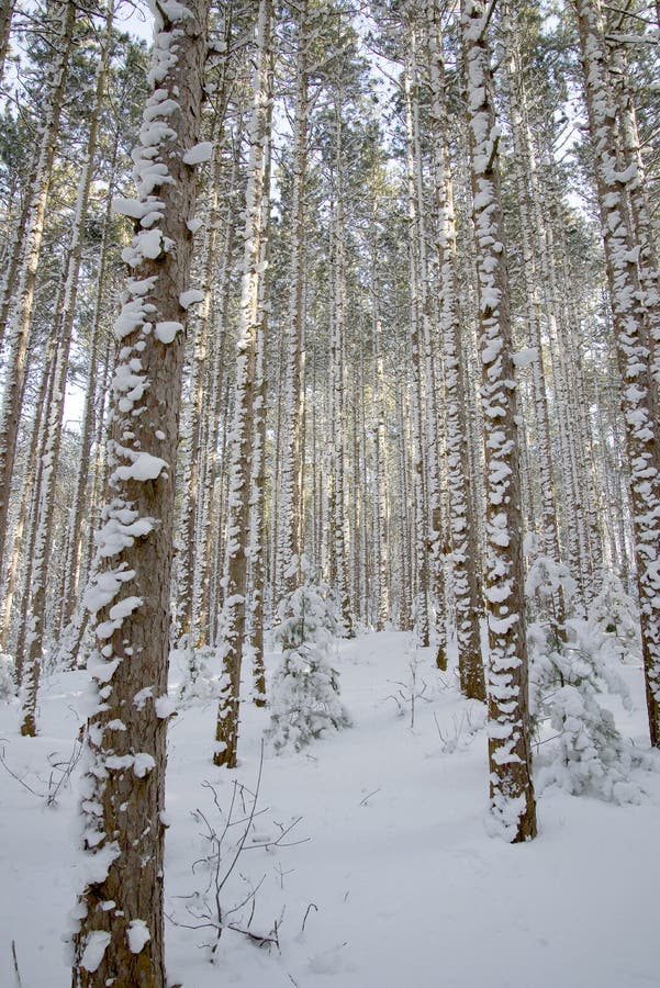 Alberi Sempreverdi Con Neve Sulla Corteccia Fotografia Stock - Immagine ...