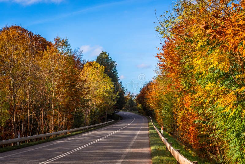Alberi Variopinti Da Una Strada Fotografia Stock - Immagine di ambiente ...