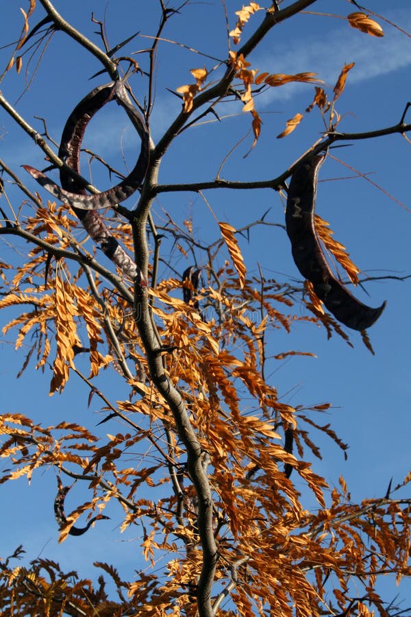 Albero di carrube, Ibiza immagine stock. Immagine di ibiza - 3436831