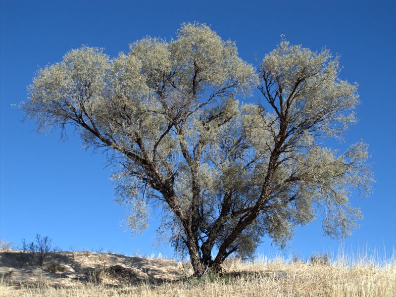 Albero Africano Dell'acacia Fotografia Stock - Immagine di filiale ...