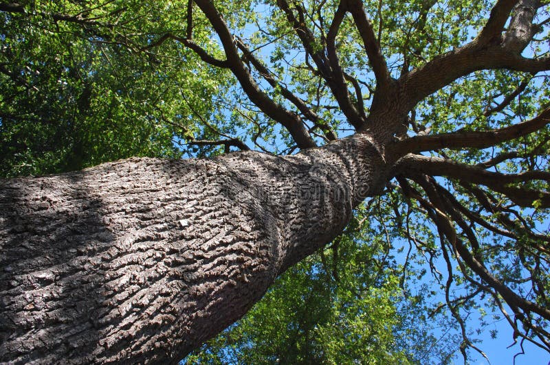 Tronco di albero alto immagine stock. Immagine di bello - 45839429