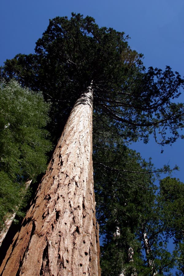 Albero alto fotografia stock. Immagine di verde, pianta - 41580864