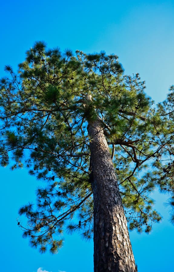 Albero alto fotografia stock. Immagine di verde, pianta - 41580864