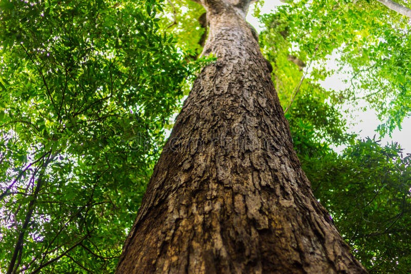 Albero alto in foresta fotografia stock. Immagine di pioggia - 51471120