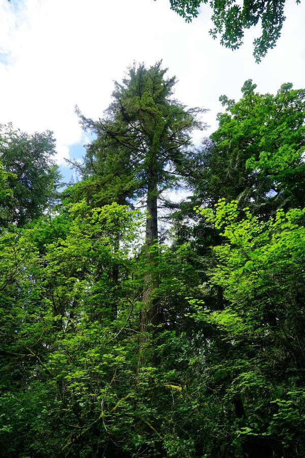 Albero Alto in Washington State Immagine Stock - Immagine di esterno ...