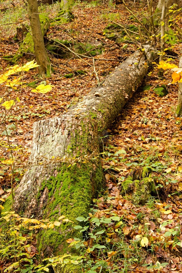 Albero caduto immagine stock. Immagine di autunno, età - 80675839 Albero caduto immagine stock. Immagine di autunno, età - 80675839