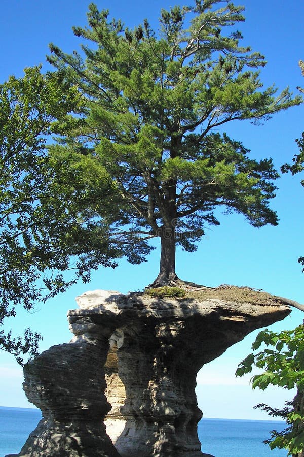 Albero Che Cresce Da Una Roccia Fotografia Stock - Immagine di albero ...