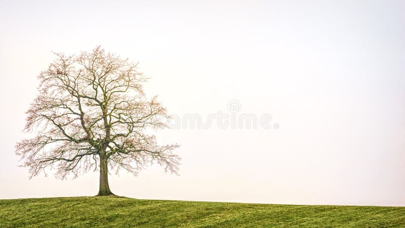 Albero, Cielo, Ramo, Pianta Legnosa Fotografia Stock - Immagine di ...