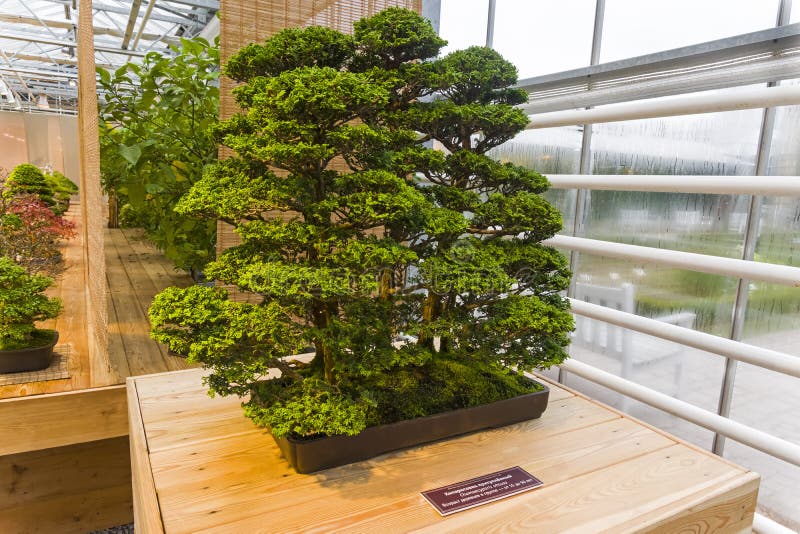 Albero Dei Bonsai - Cipresso Giapponese Immagine Editoriale - Immagine ...