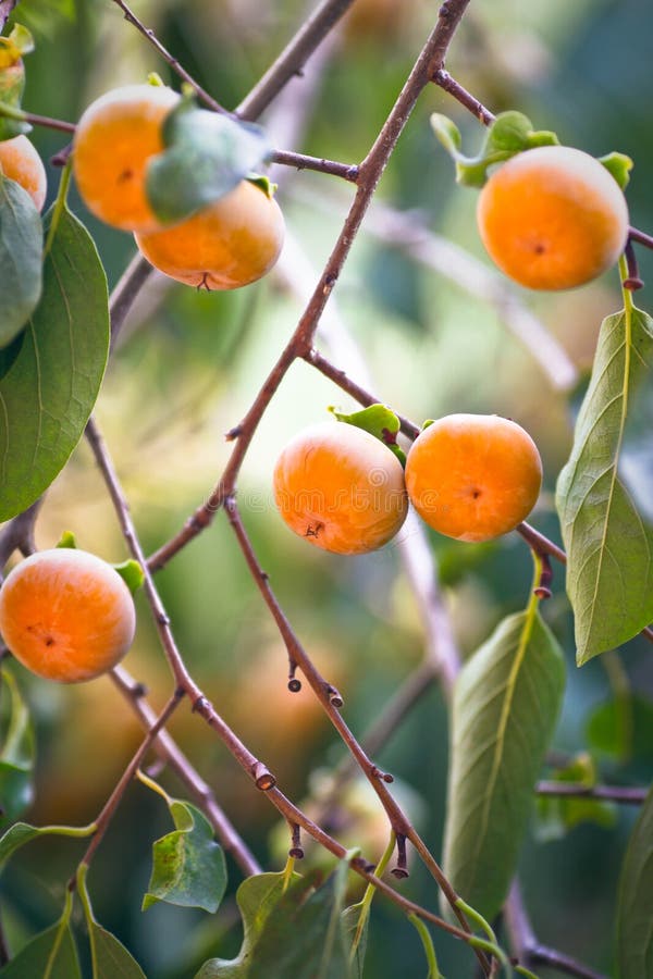 Albero Del Cachi Con I Frutti Fotografia Stock - Immagine di fruttato ...