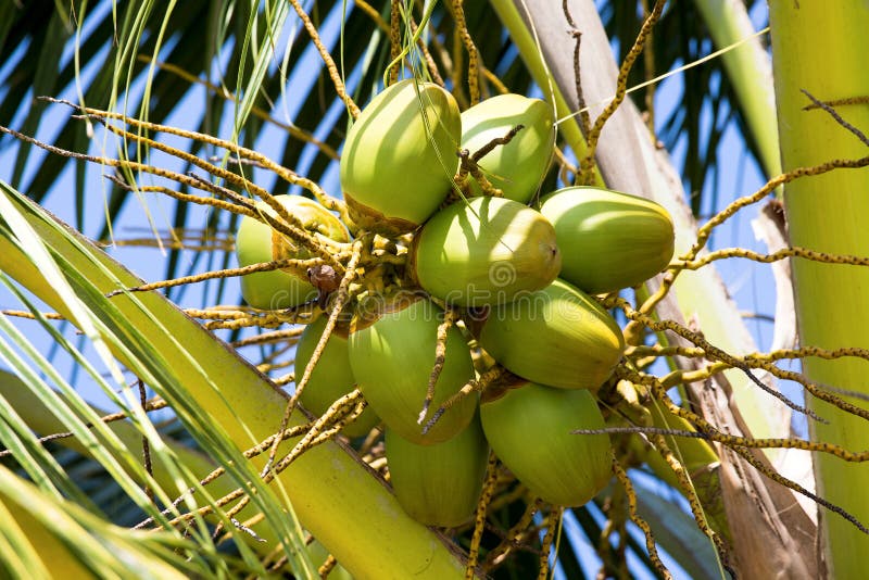 Albero del cocco fotografia stock. Immagine di filiale - 35008140