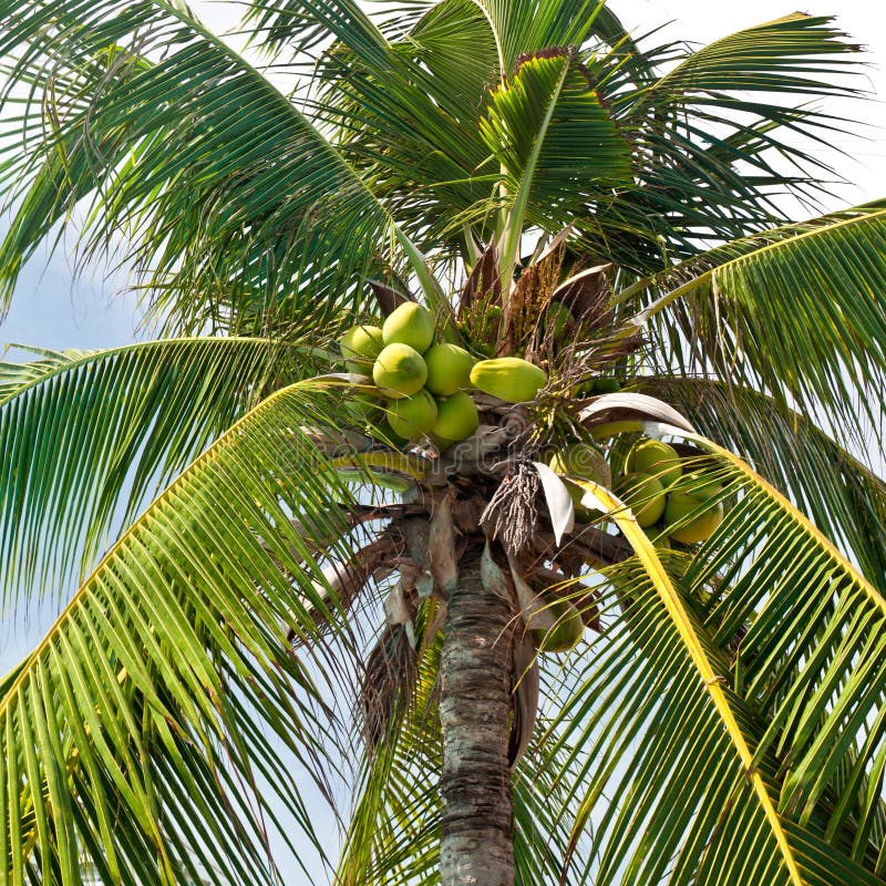 Palma da cocco con cocchi immagine stock. Immagine di dolce - 42256643