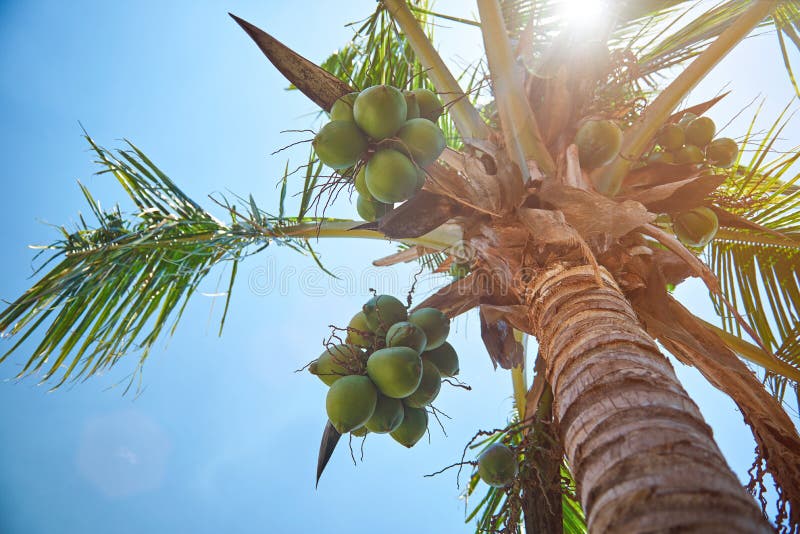 Albero Del Cocco Sulla Luce Del Sole Immagine Stock - Immagine di ...