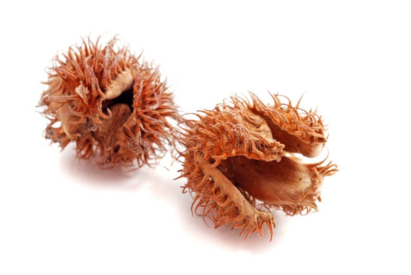 Faggi immagine stock. Immagine di faggio, autunno, semi - 28878145