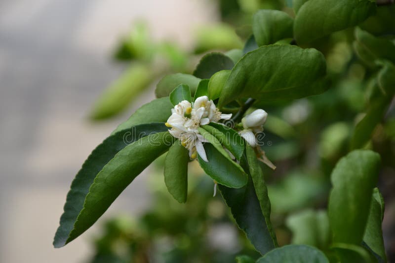 Albero Del Fiore Del Limone Immagine Stock - Immagine di limoni ...