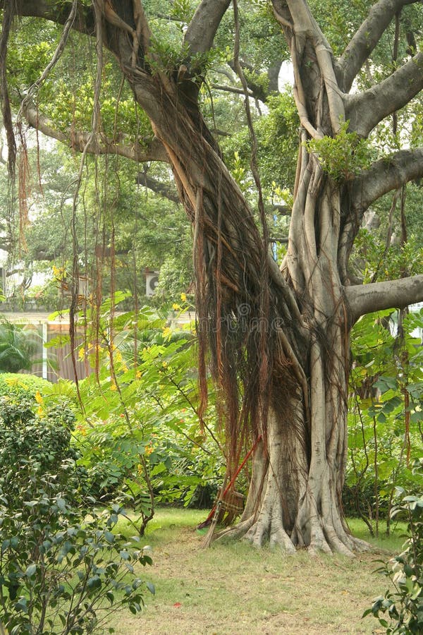 Albero del Liana immagine stock. Immagine di verde, pianta - 4718331