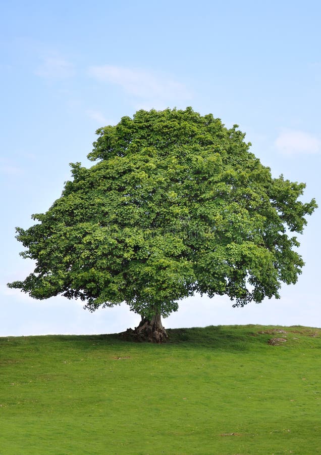 Albero Del Sicomoro Di Bellezza Fotografia Stock - Immagine di cielo ...