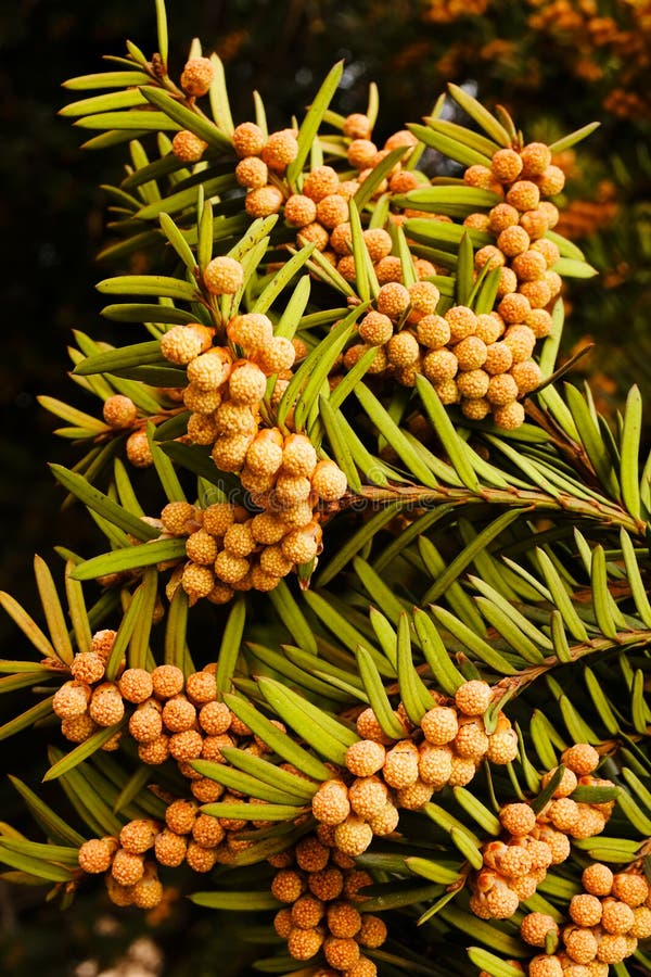 Ramoscello Di Tasso Con I Fiori Maschii Taxus Baccata Fotografia Stock ...