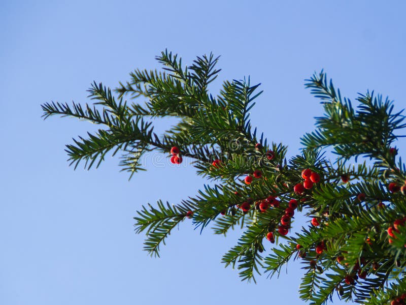 Albero Del Tasso Con Le Bacche Rosse Fotografia Stock - Immagine di ...