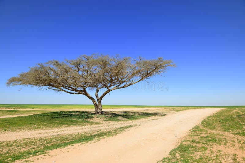 Albero Africano Dell'acacia Fotografia Stock - Immagine di filiale ...