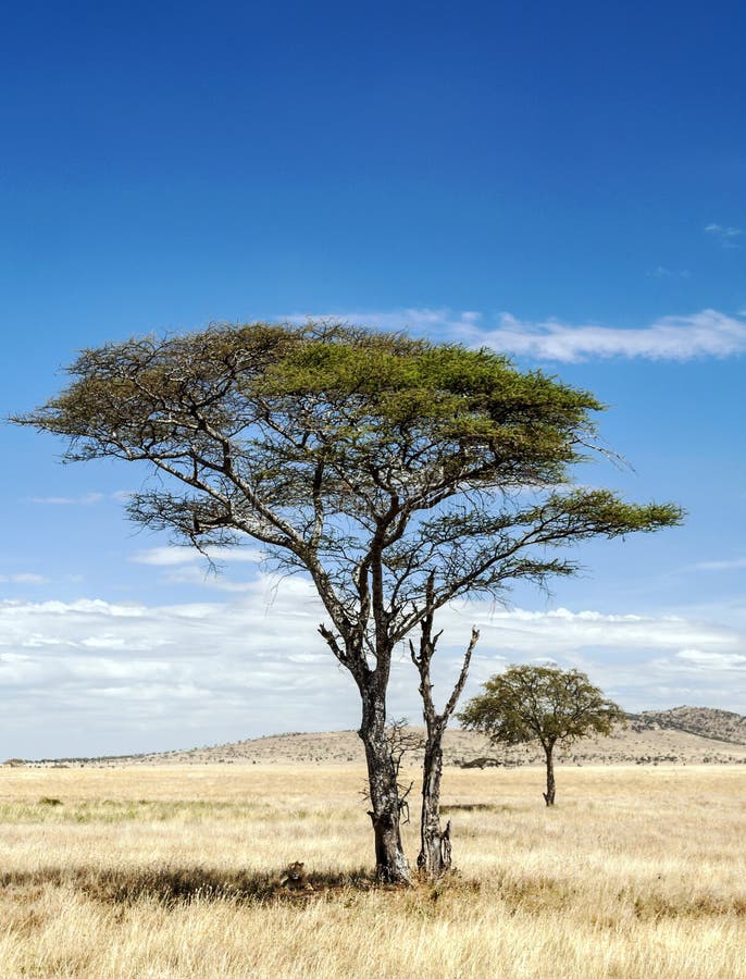 Albero Dell'acacia in Tanzania Nel Verticale Fotografia Stock ...