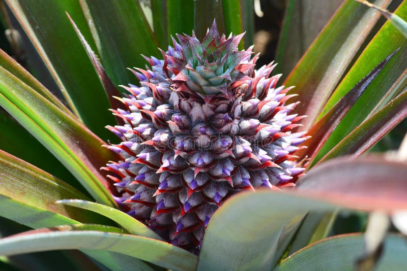 Albero dell'ananas crudo fotografia stock. Immagine di grezzo - 49981600