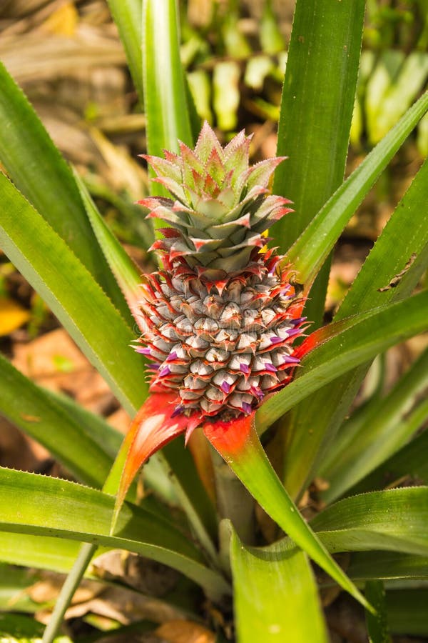 Albero Dell'ananas In Tailandia Immagine Stock - Immagine di nuovo ...