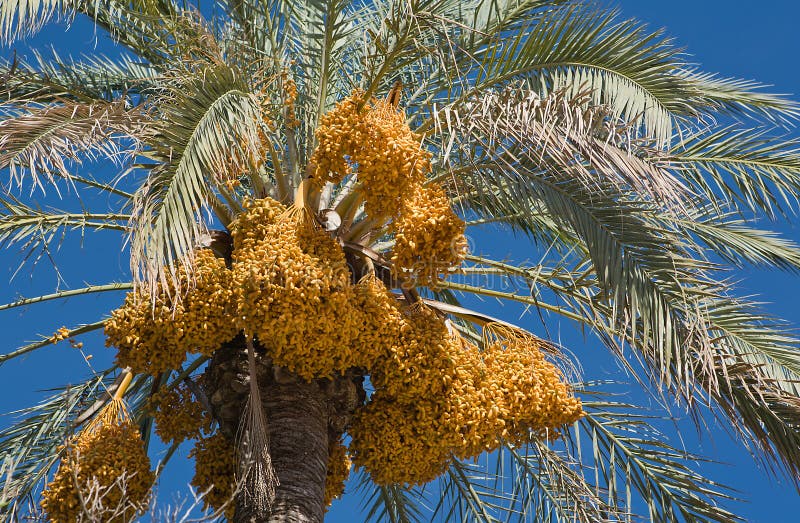 Albero della Data-palma immagine stock. Immagine di clima - 34949185