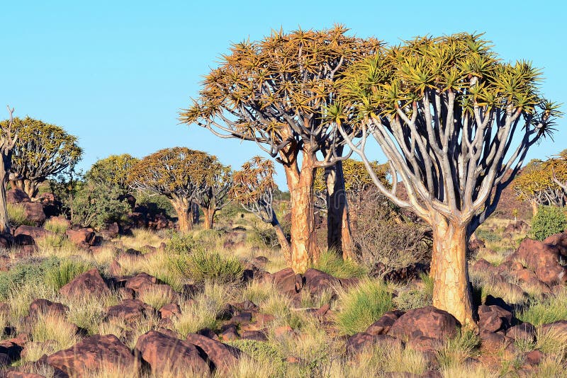 Foresta Dell'albero Della Faretra, Namibia Fotografia Stock - Immagine ...