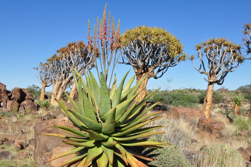 Foresta Dell'albero Della Faretra, Namibia Fotografia Stock - Immagine ...