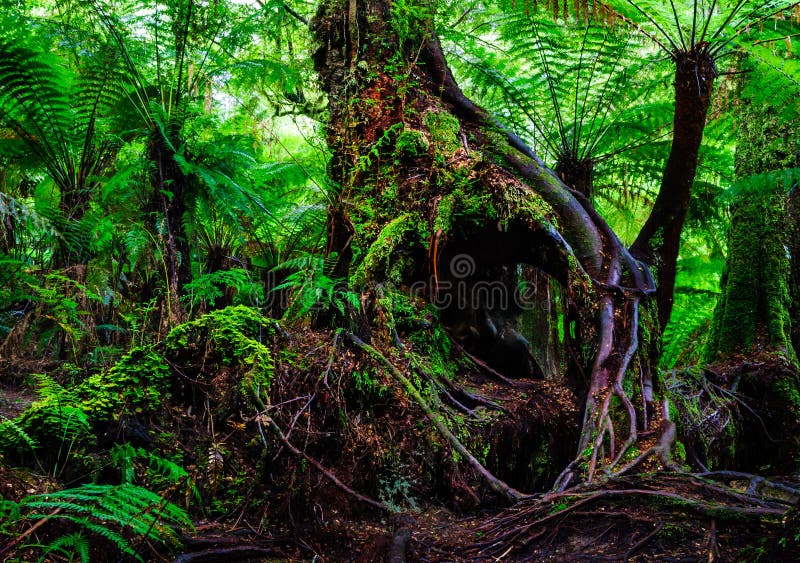 Albero Della Foresta Pluviale Dell'Australia Immagine Stock - Immagine ...