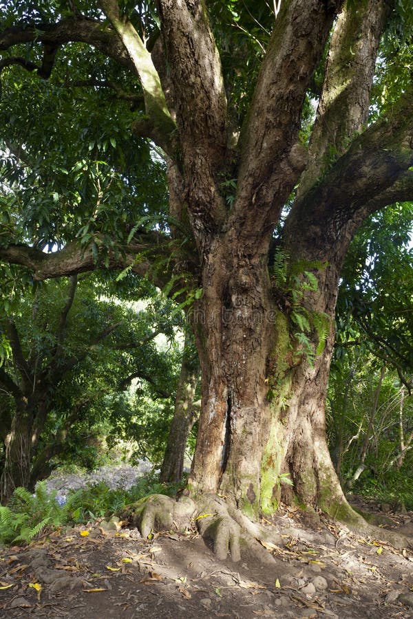 Albero Della Foresta Pluviale, Maui, Hawai Fotografia Stock - Immagine ...