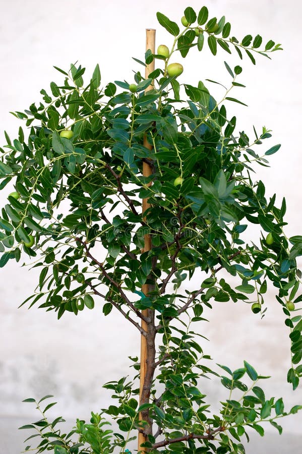 Albero di giuggiolo fotografia stock. Immagine di maturato - 17014328