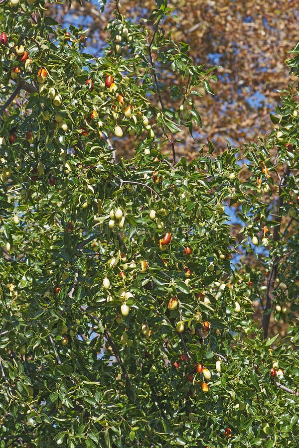 Frutti della giuggiola immagine stock. Immagine di nave - 81322829