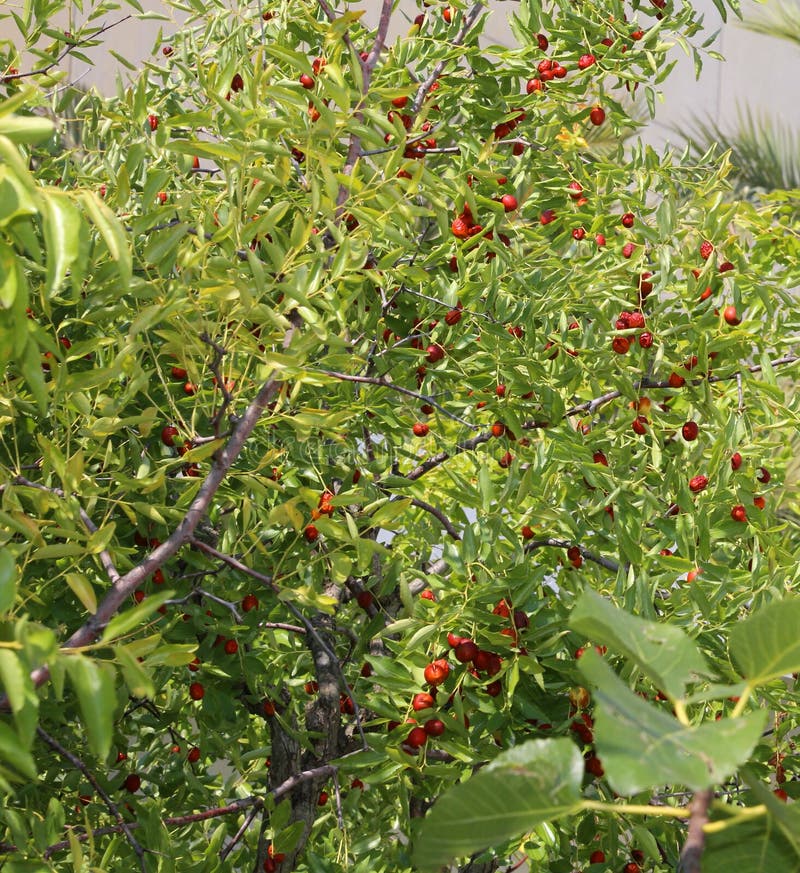 Albero Della Giuggiola Con Molti Frutti Maturi Fotografia Stock ...