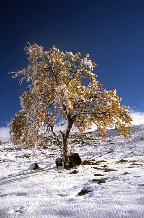 Albero della neve immagine stock. Immagine di stagione - 12901245