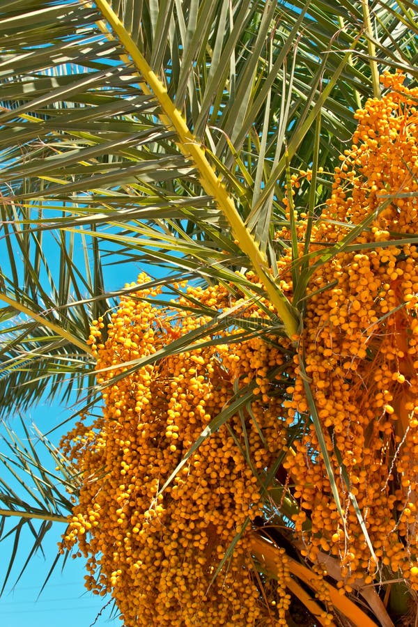 Albero Della Palma Da Datteri Con Le Date Fotografia Stock - Immagine ...