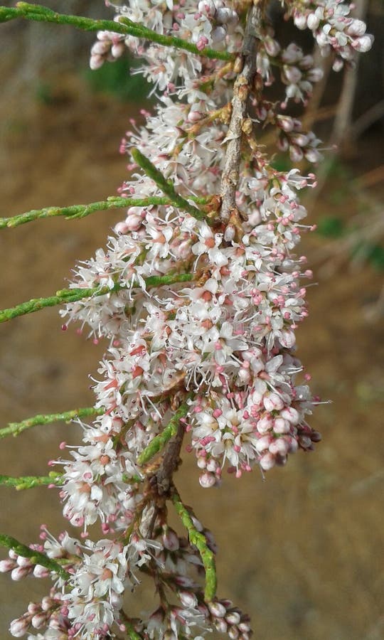 Fiore della tamerice fotografia stock. Immagine di closeup - 32683806