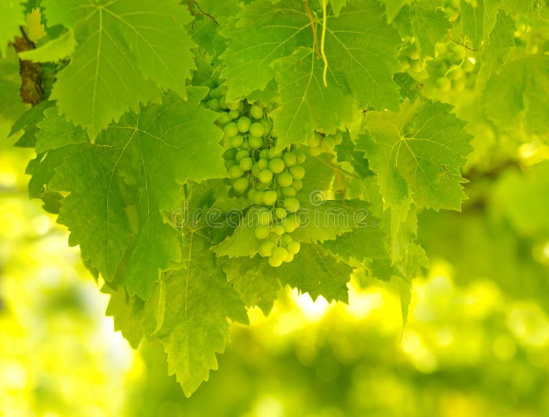 Albero della vite immagine stock. Immagine di nessuno - 33430701