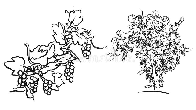 Albero Della Vite E Disegno Della Frutta Illustrazione Vettoriale ...