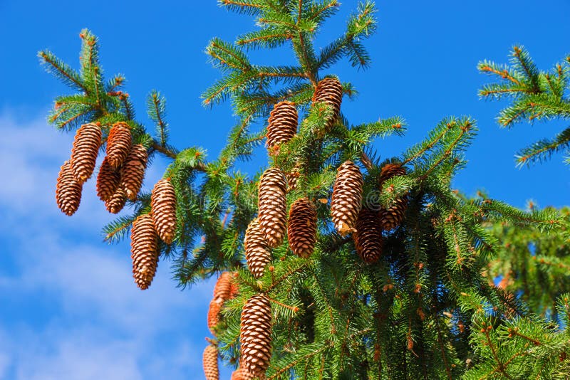 Macro Pinecone Che Appende Sul Pino Fotografia Stock - Immagine di ...
