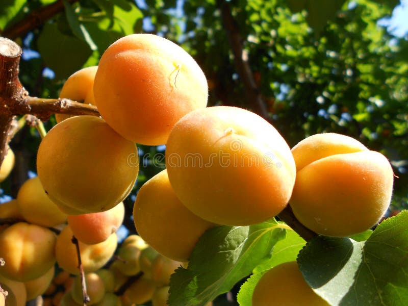 Albero di albicocca immagine stock. Immagine di frutta - 95710493