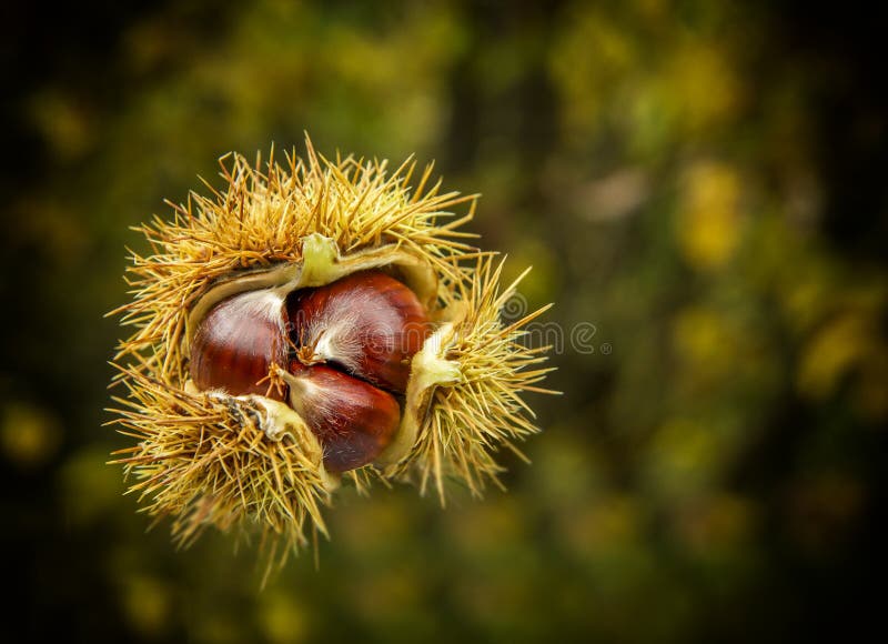 Albero Di Autunno Delle Castagne Immagine Stock - Immagine di noce ...